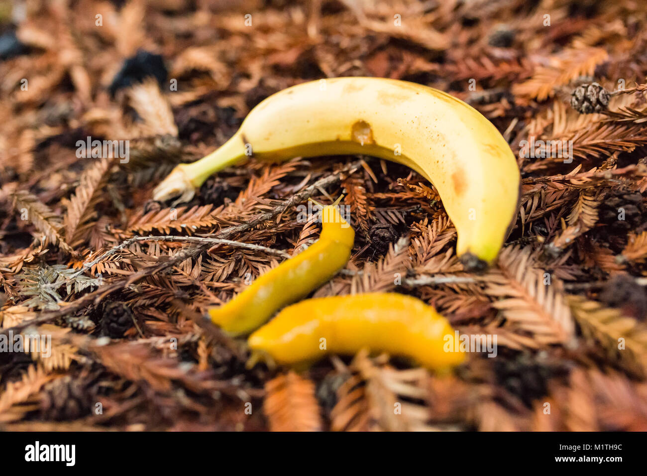 Slug Food High Resolution Stock Photography and Images - Alamy