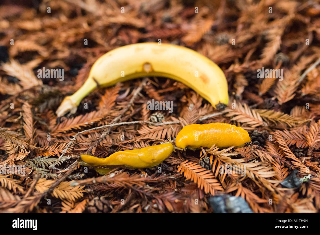 Banana slug crawls on the ground near an actual banana fruit Stock ...