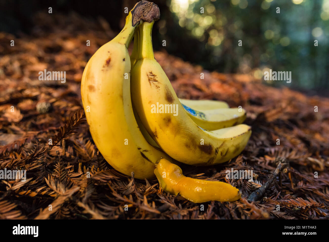 Banana slug crawls on the ground near an actual banana fruit Stock ...