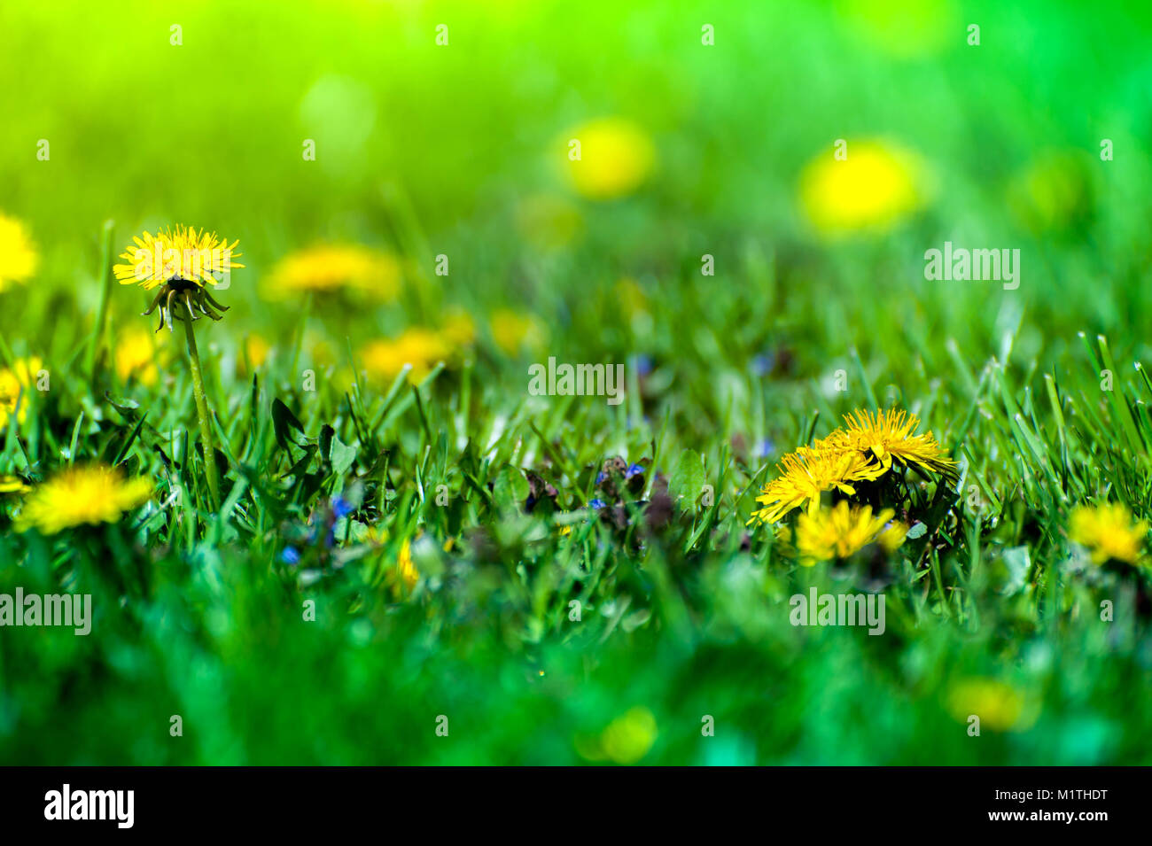 Macro shot of brightly yellow dandelion flowers in the green meadow in ...