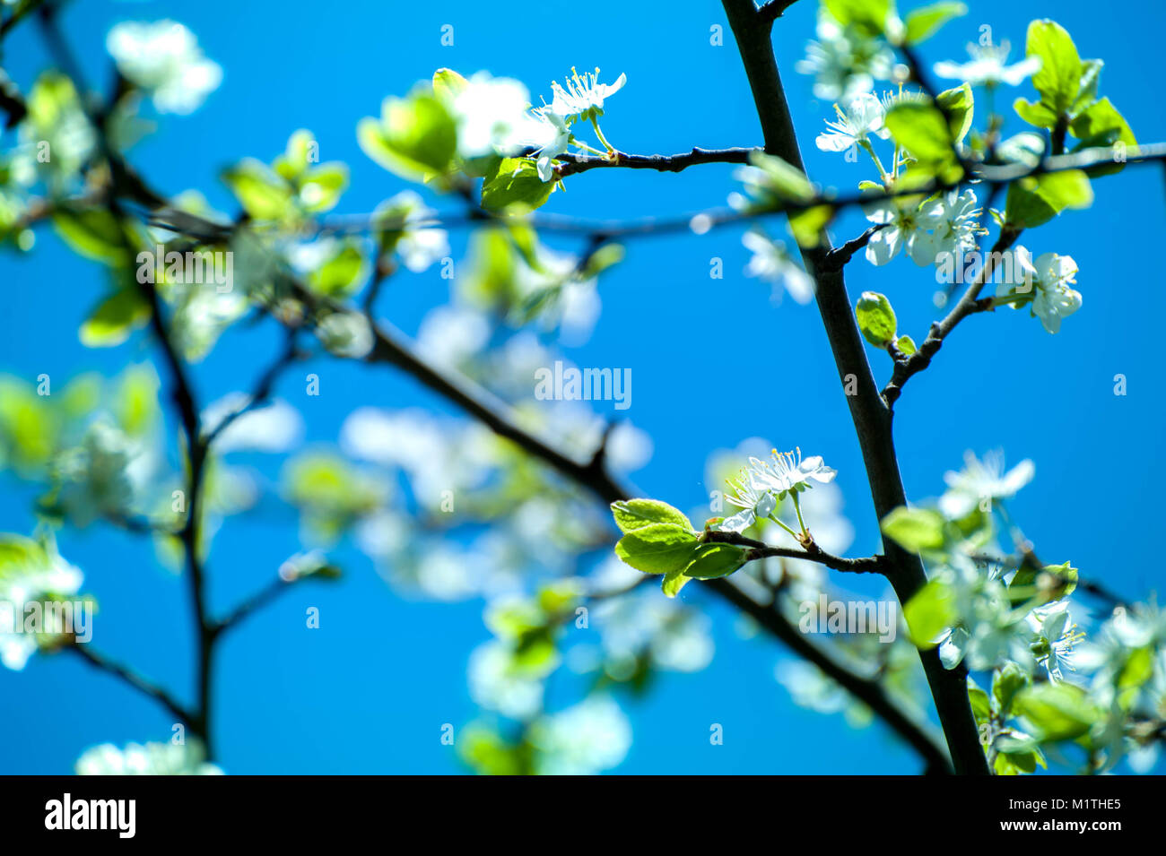 Shot of blooming cherry tree blossoms on blue background. Spring time ...