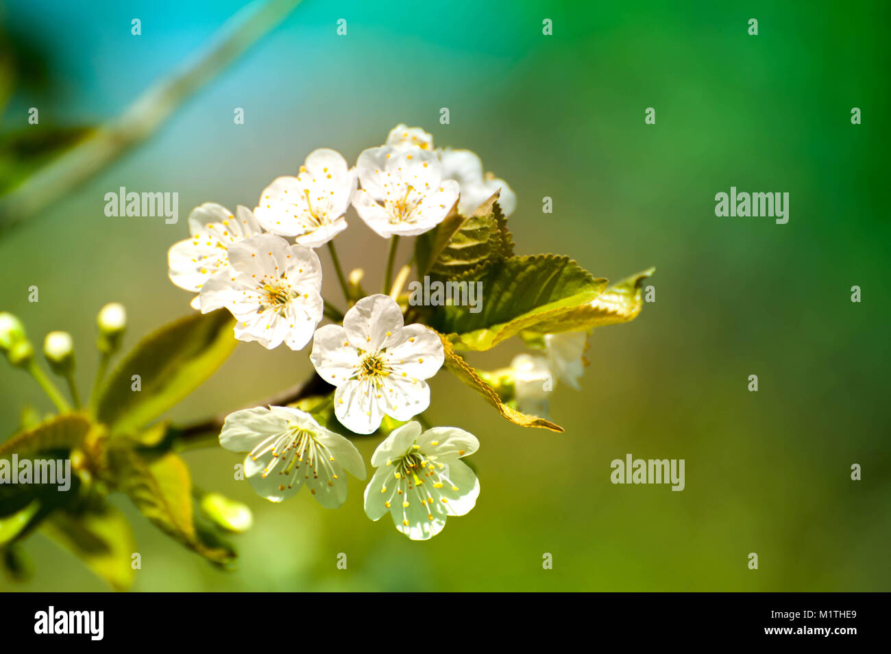 Spring time, animals, nature is awakening, birds are singing, flowers ...