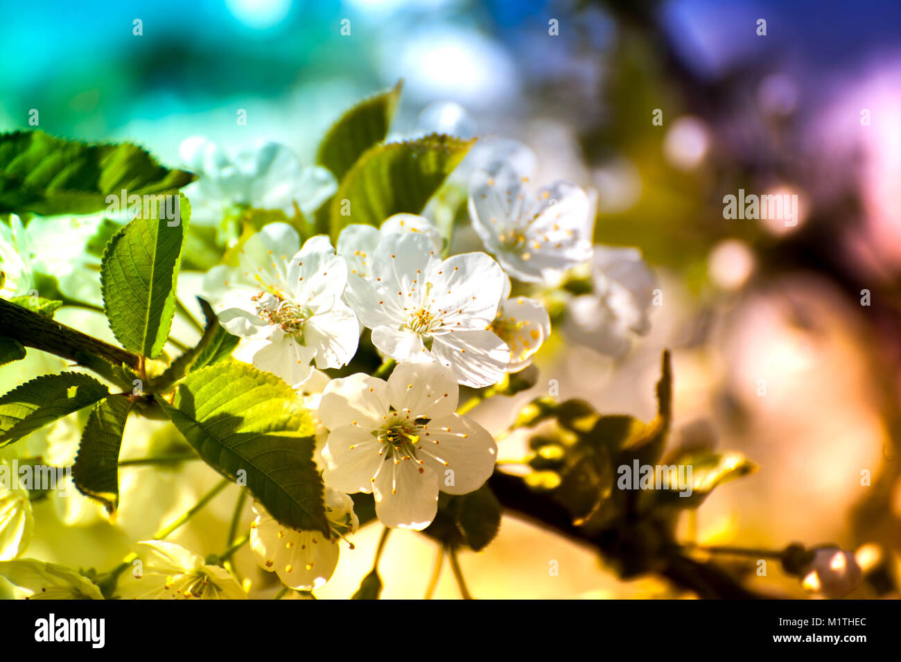 Beautiful japanese apple tree hi-res stock photography and images - Alamy