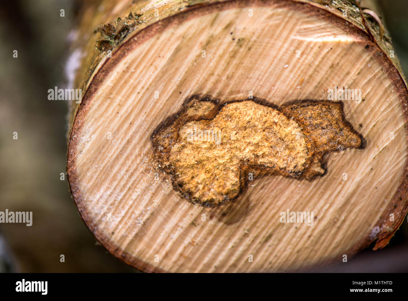Winter. Felling in the forest, lumberjack chopping wood and gathering ...