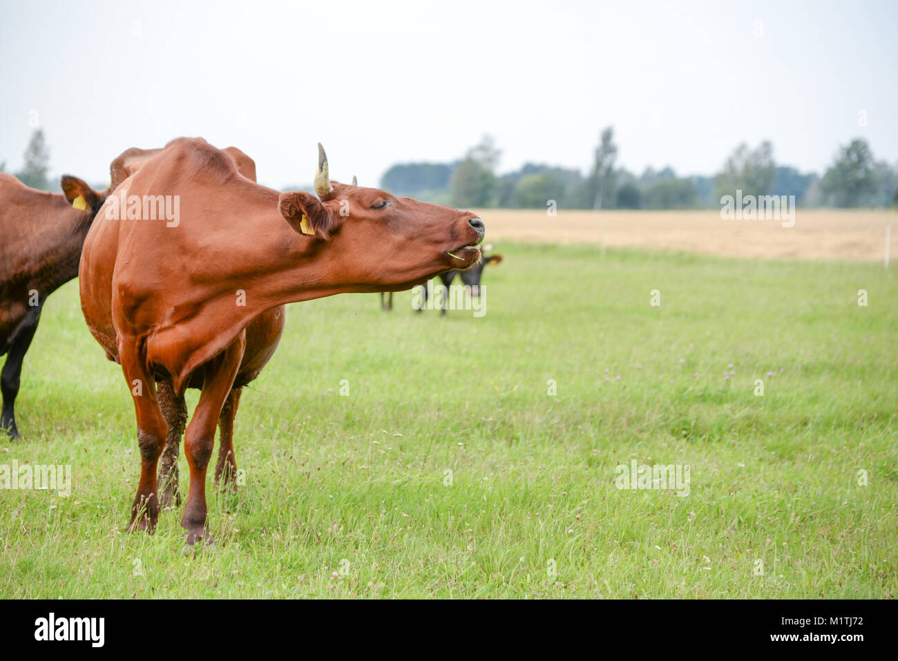 Cows eating green grass in meadow at countryside in the middle of ...