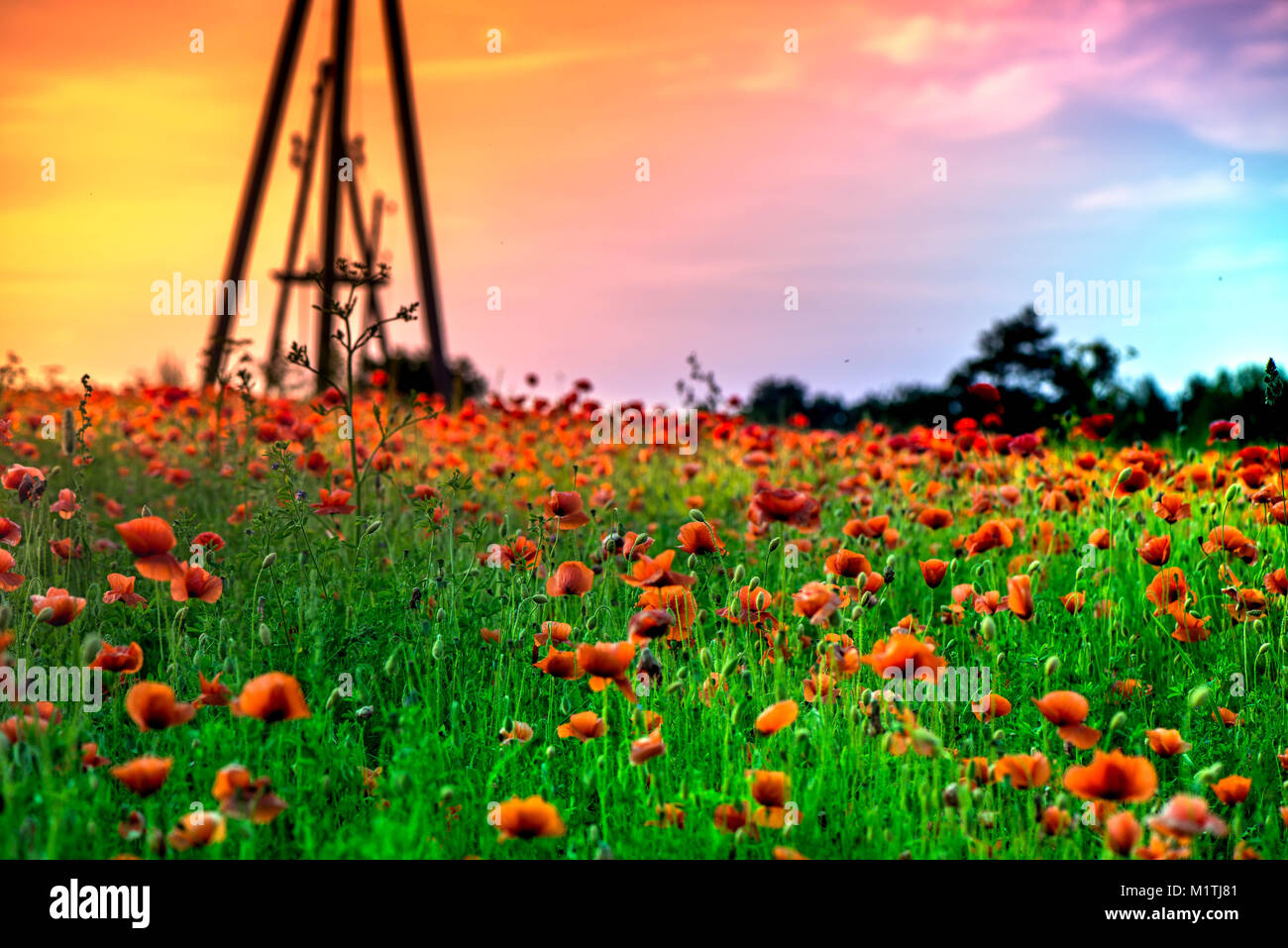 Summer scene of wooden electricity pole, power lines and red poppy ...