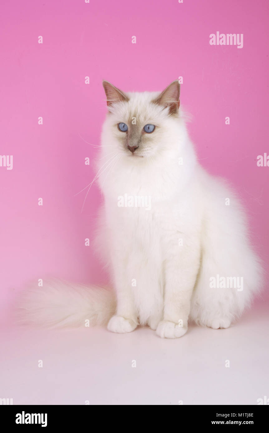 Lilac point Birman cat Stock Photo - Alamy