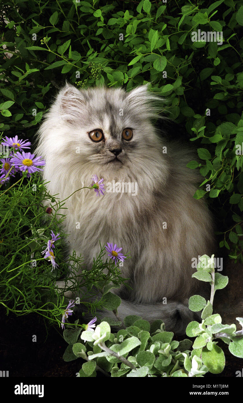 Soft ap hi-res stock photography and images - Alamy