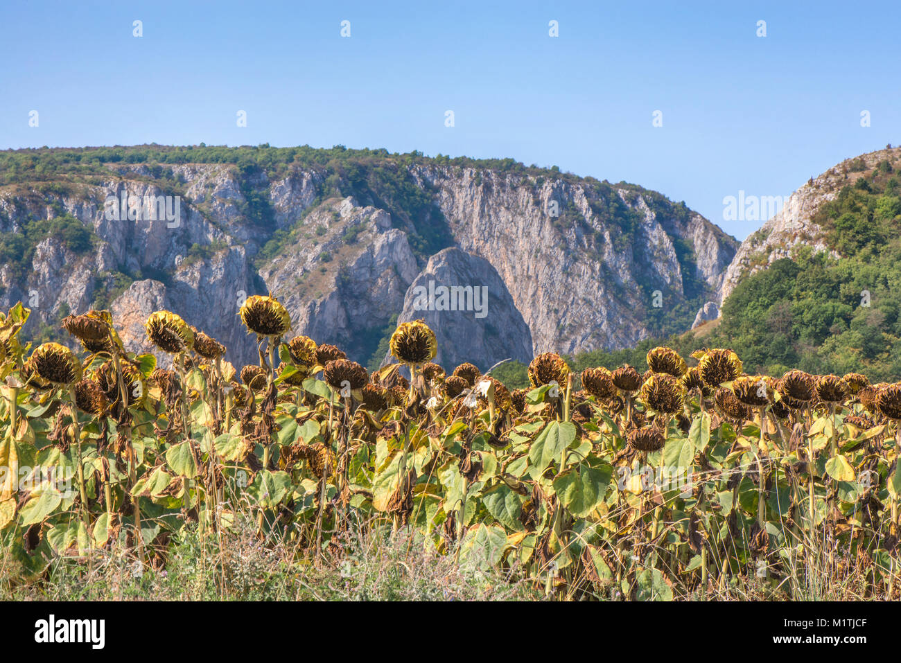 Sunflower field ready for harvest. Mountain side with a ravine, forest ...