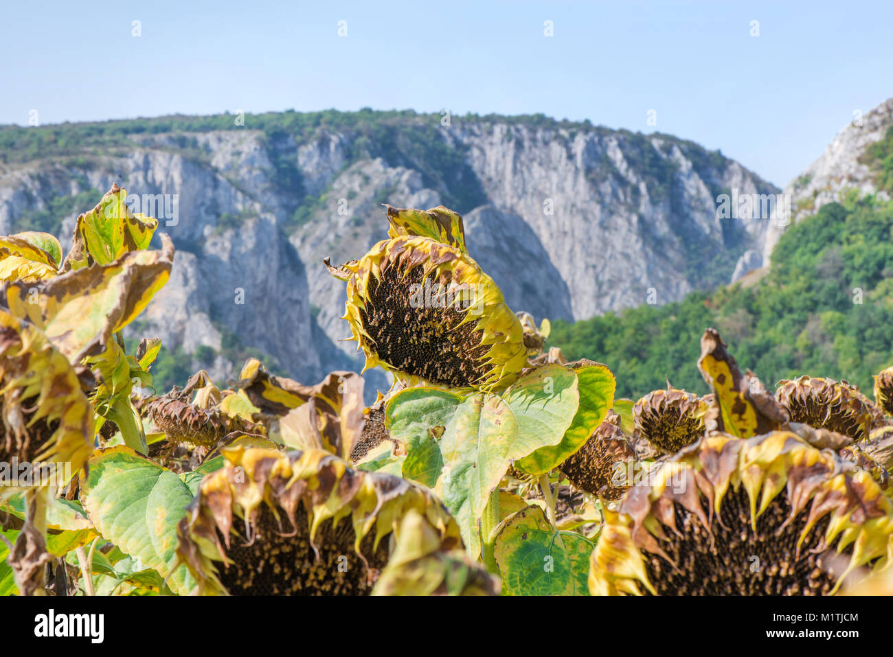 Sunflower field ready for harvest. Mountain side with a ravine, forest ...