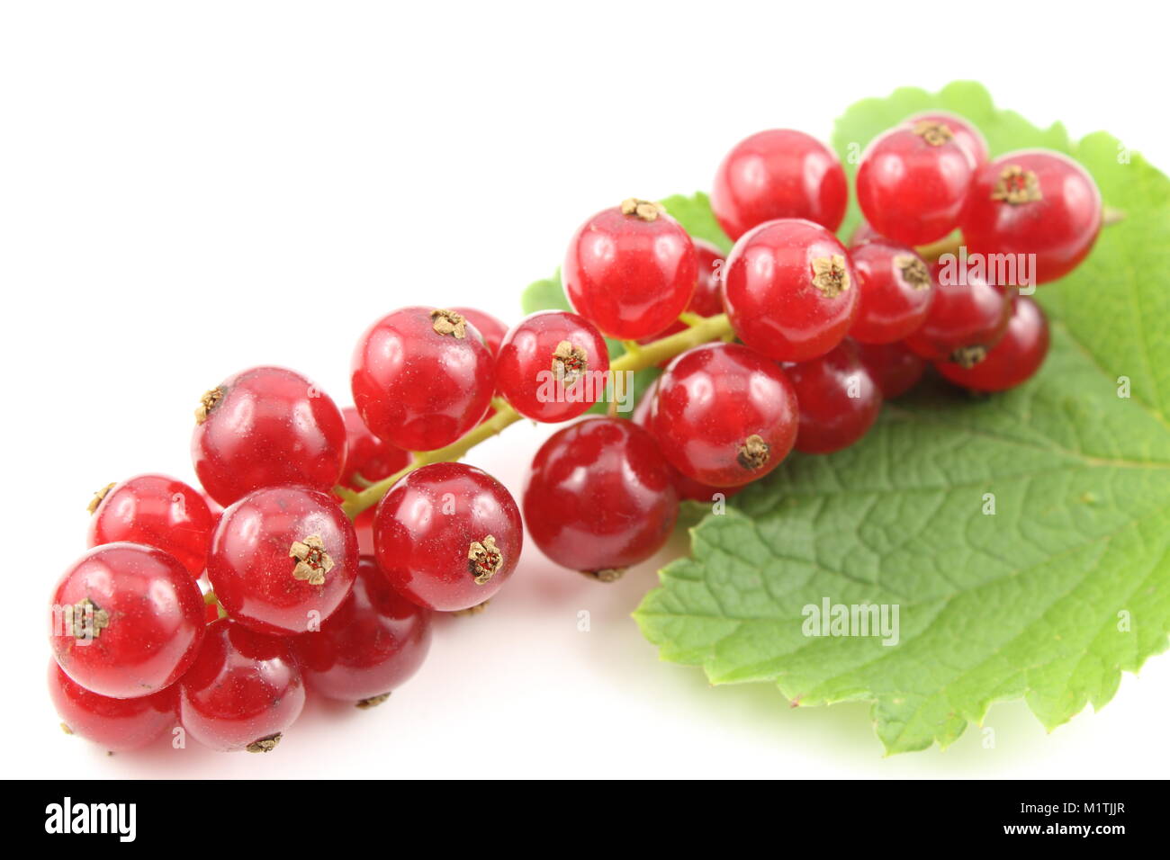 composition of fresh red currant fruits isolated on a white background Stock Photo - Alamy
