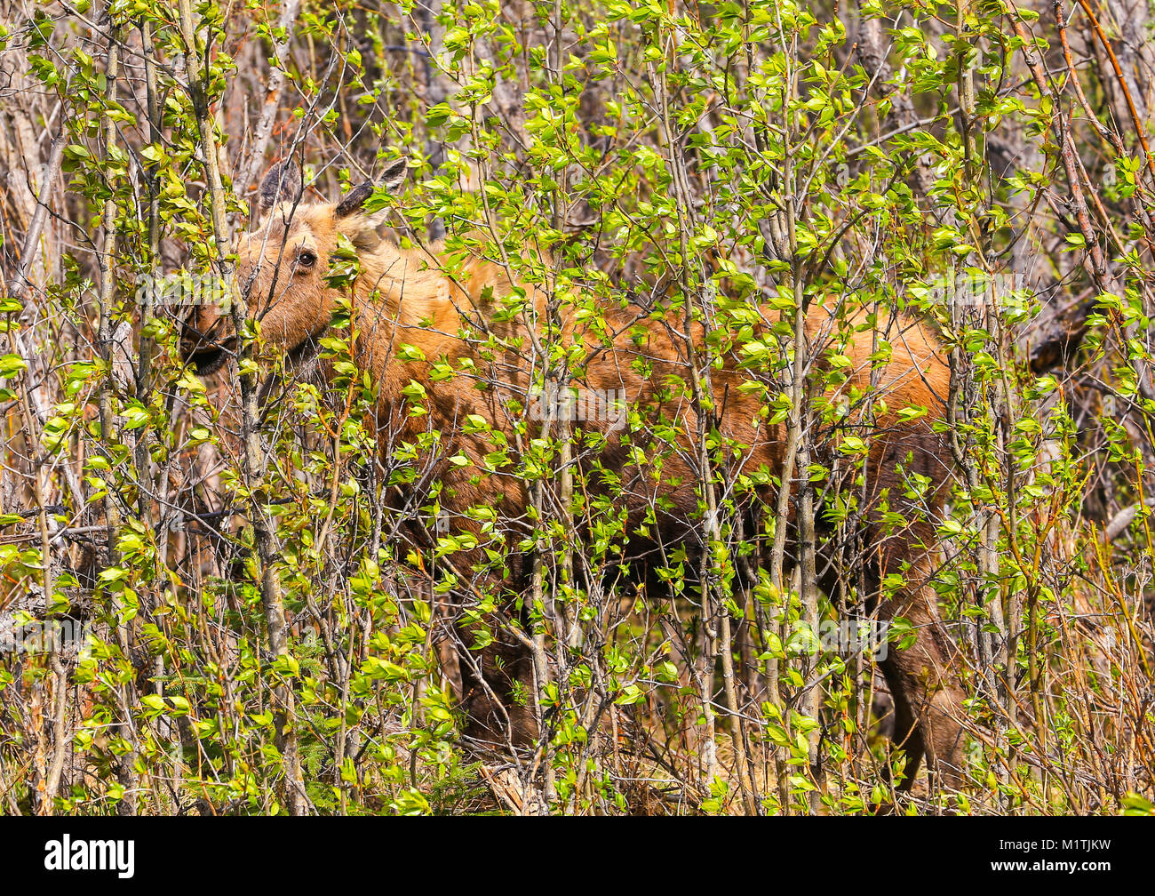Moose eating leaves hi-res stock photography and images - Alamy