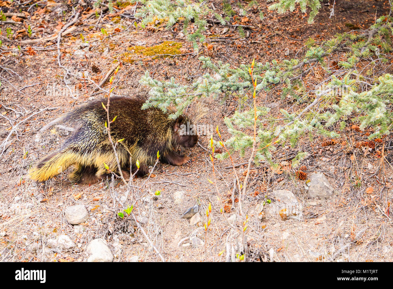 One Porcupine in the undergrowth near Denali National Park in Alaska ...