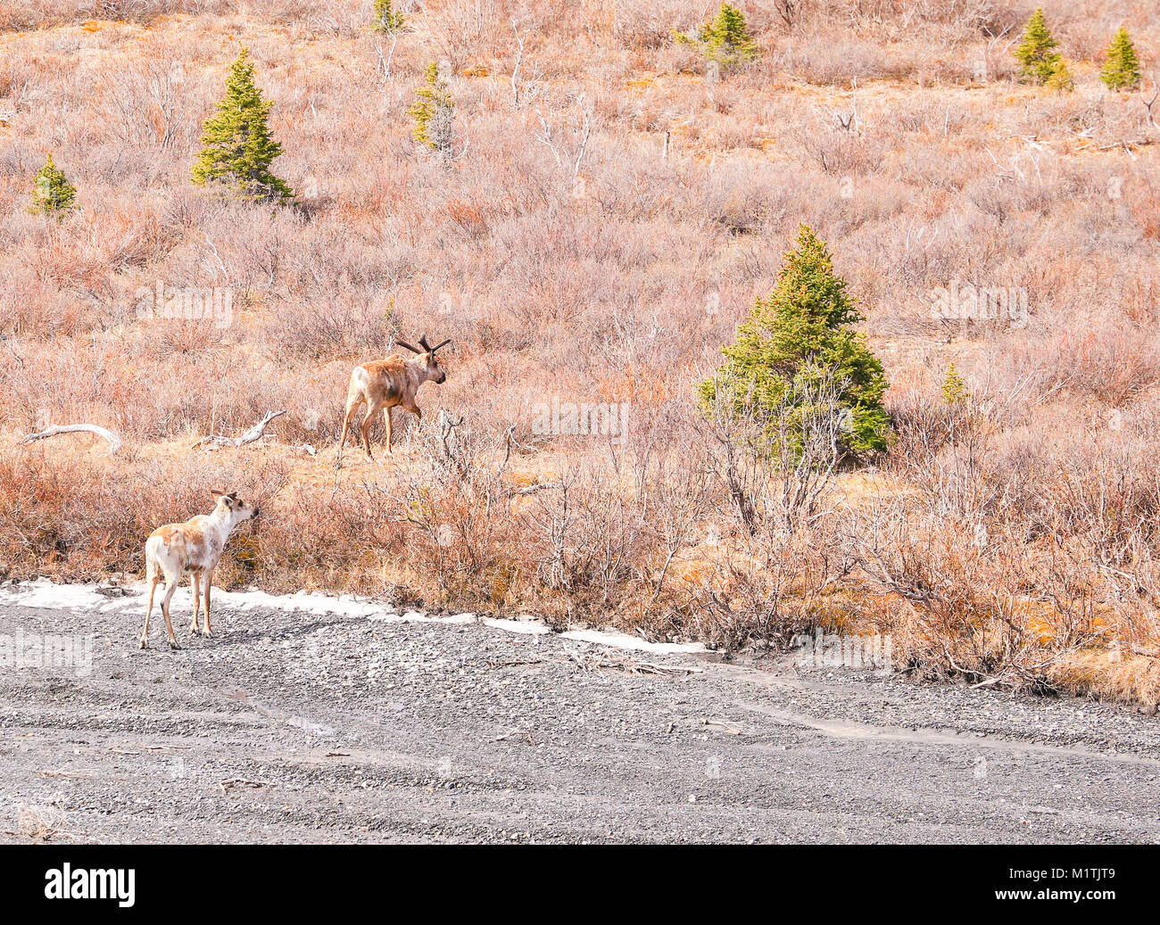Two Caribous at the Savage River in Denali National Park, Alaska, USA ...