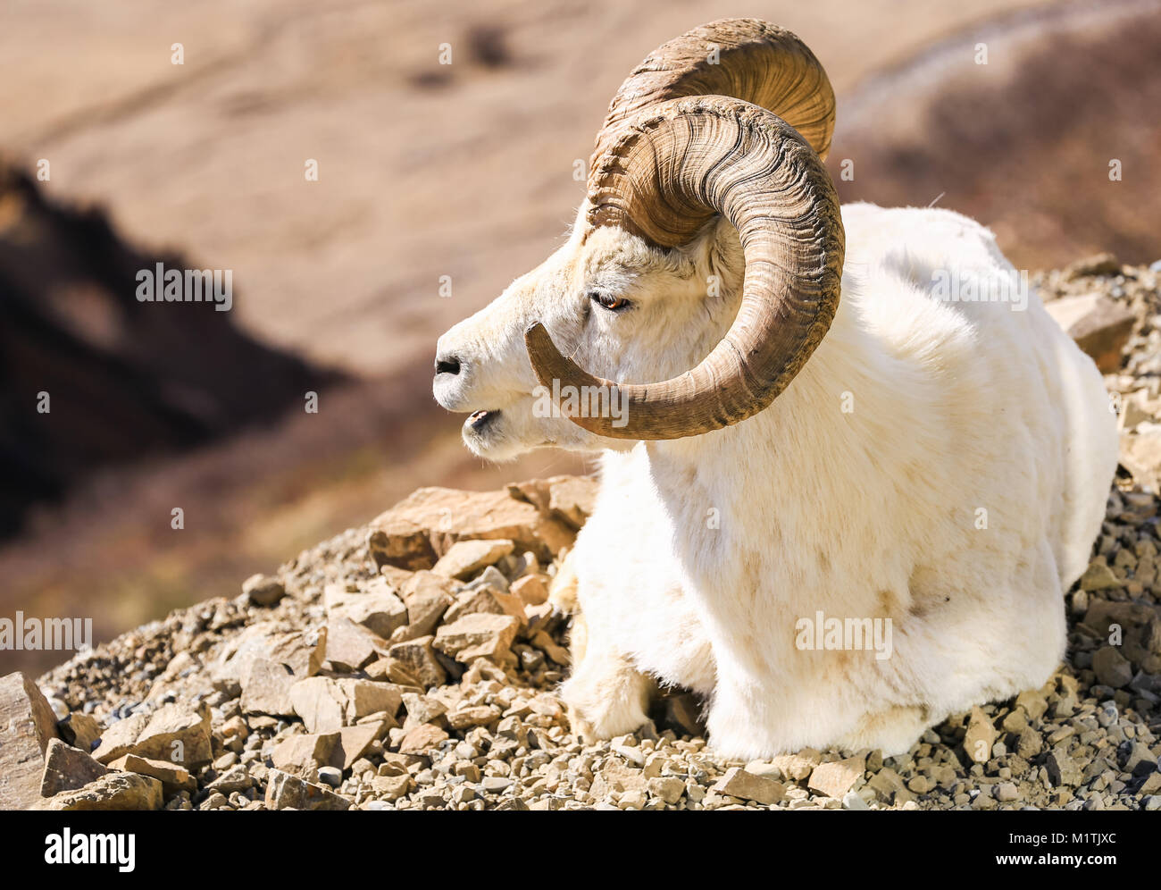 Dall sheep ram hi-res stock photography and images - Alamy