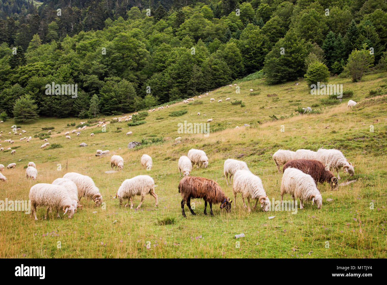 French breed of sheep hi-res stock photography and images - Alamy