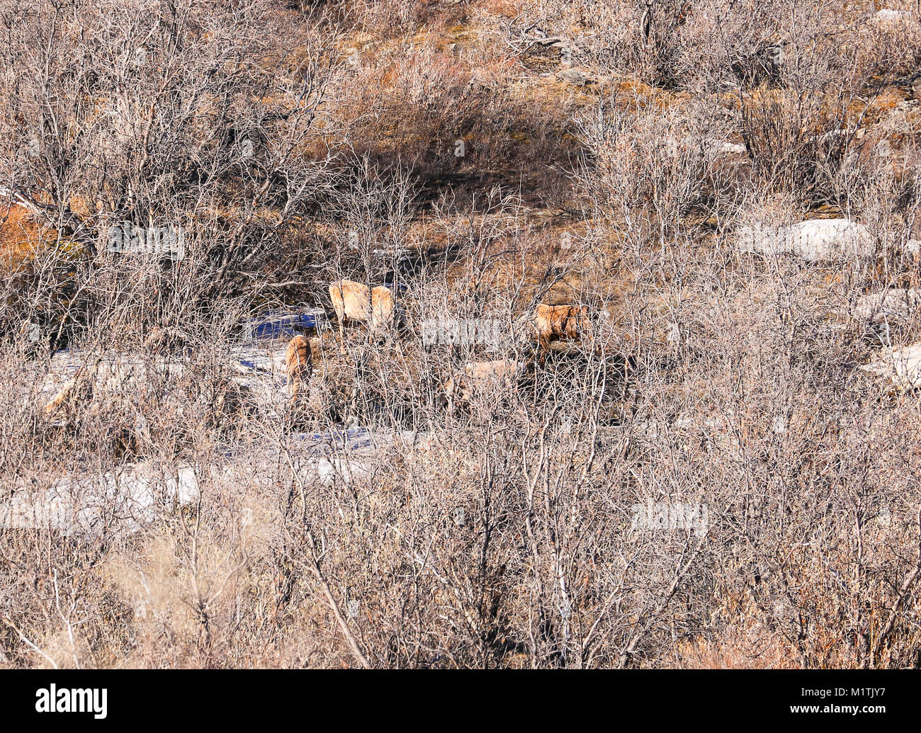 Herd of caribous in the grassland of Denali National Park, Alaska Stock ...