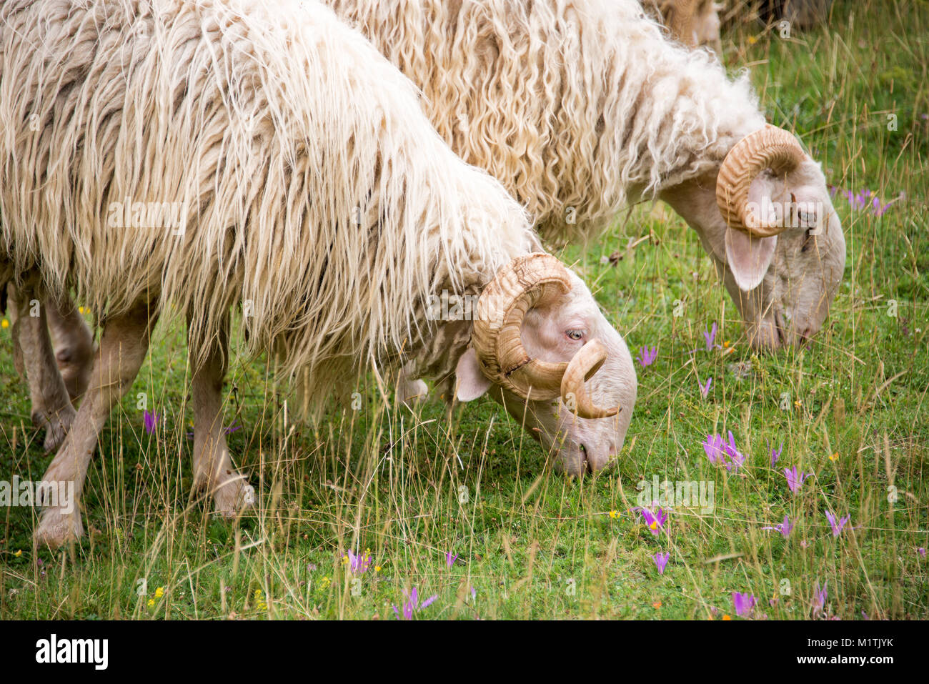 Sheep of the Pyrenees close up, France Stock Photo - Alamy