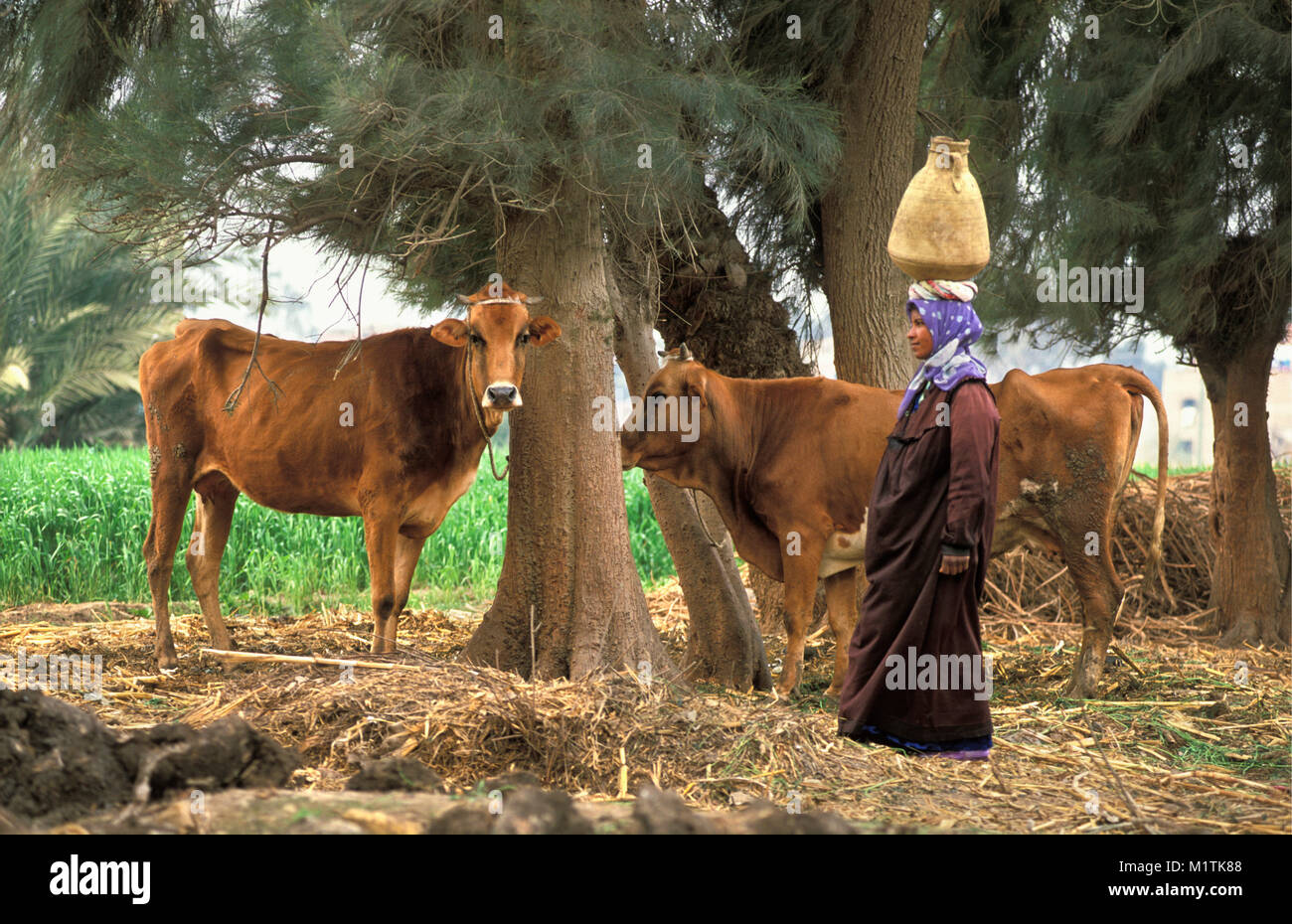 Egypt, Cairo. Countryside. Nile valley. Woman with jar and cows Stock ...