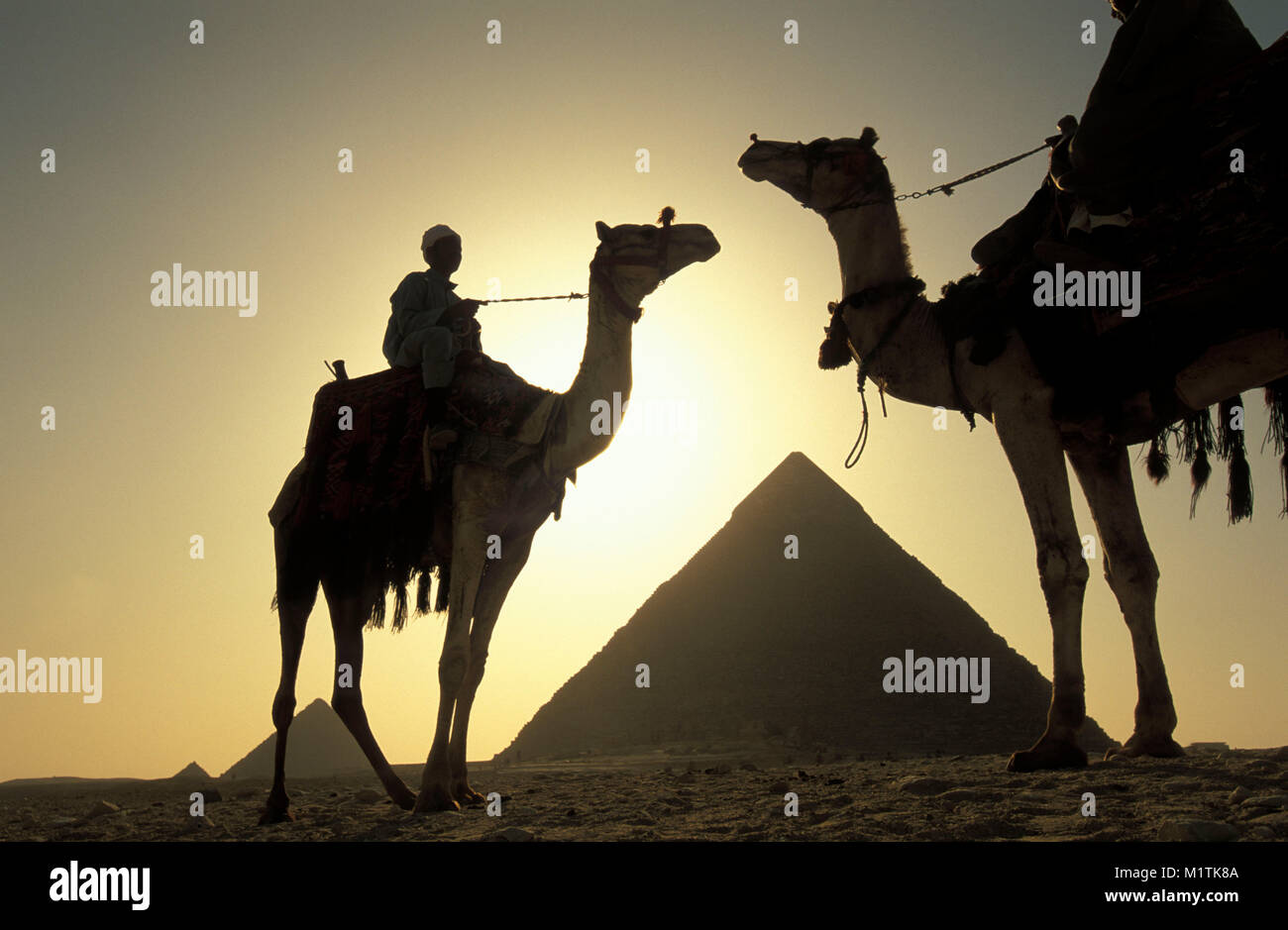 Camel silhouette pyramids hi-res stock photography and images - Alamy