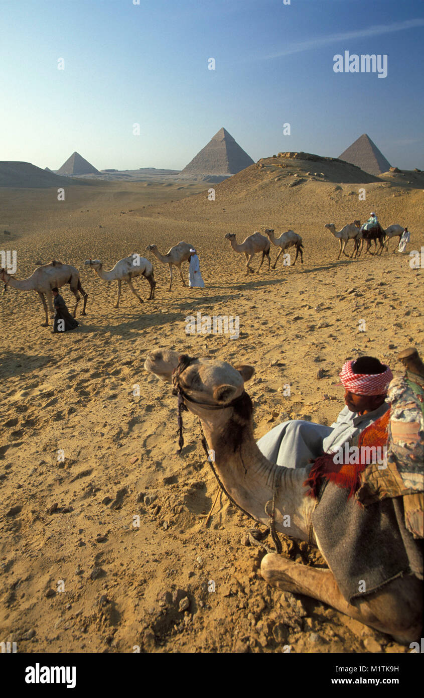 Egypt, Cairo. Pyramids at Gizeh or Giza. Men, camel drivers leading camels in desert near ...