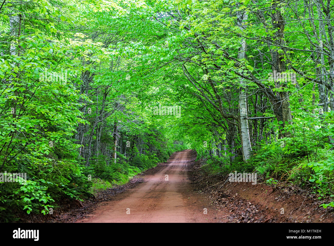 Road through maple trees hi-res stock photography and images - Alamy