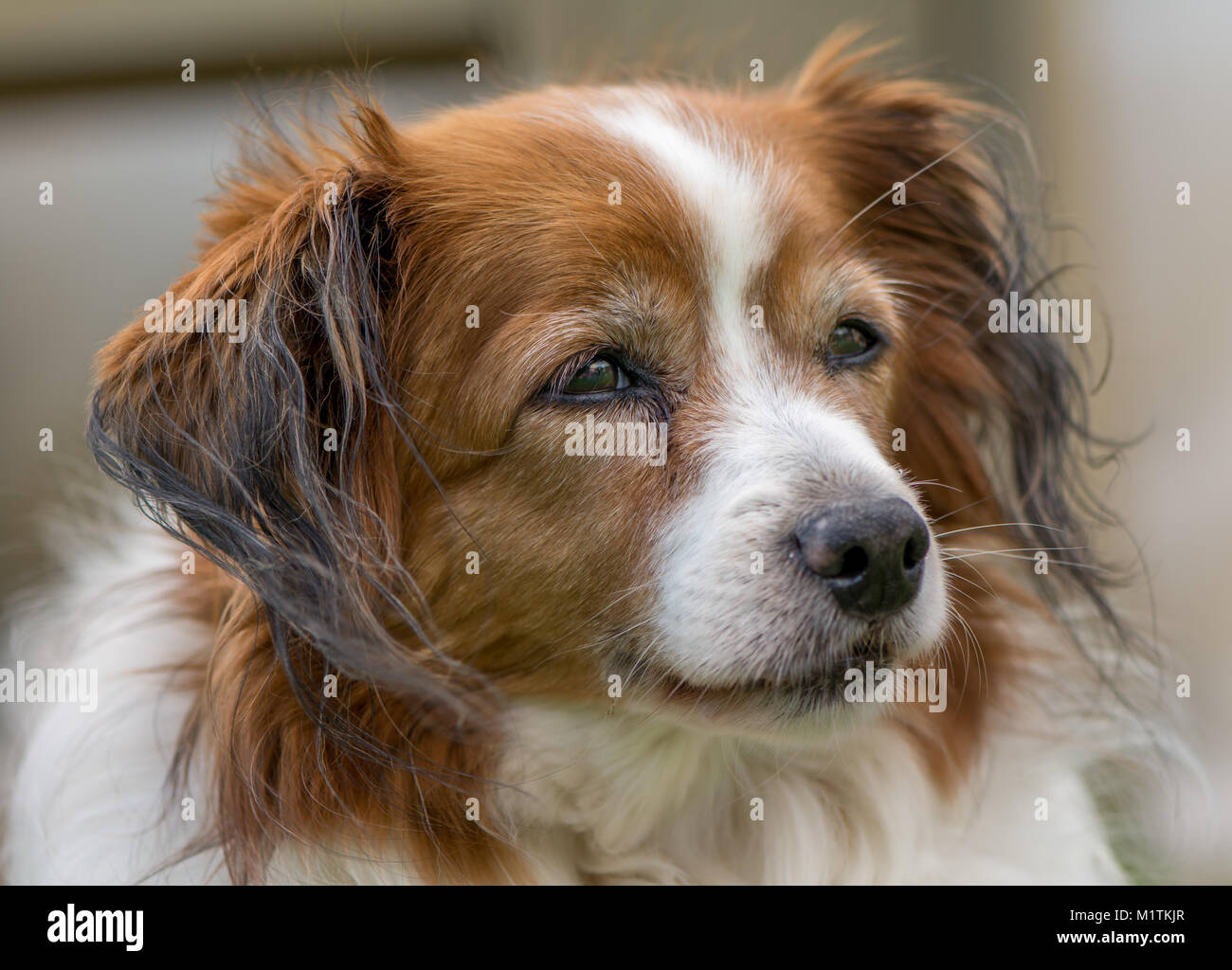 A very sweet dog Stock Photo - Alamy