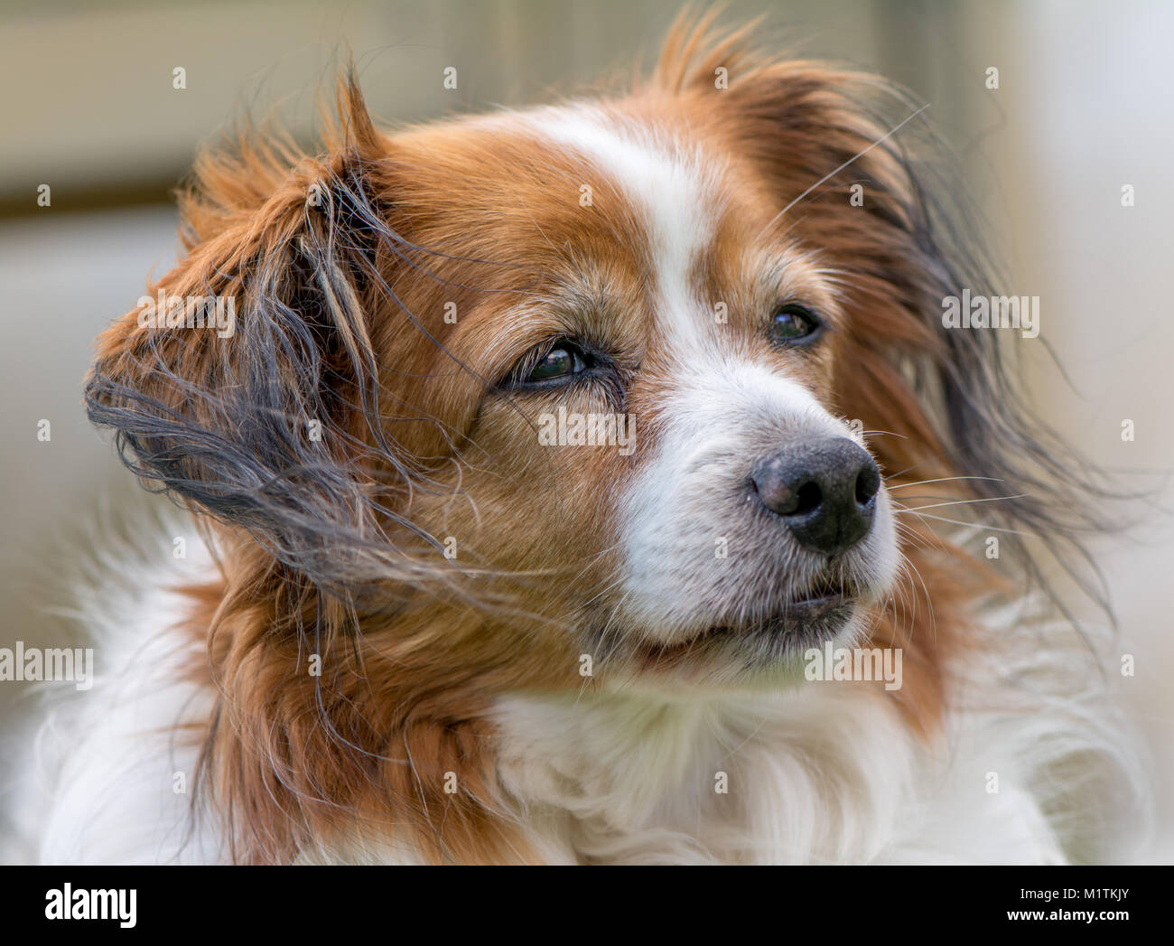 Sweet dog hi-res stock photography and images - Alamy