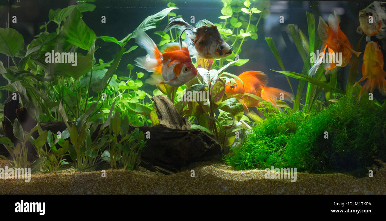 Planted freshwater aquarium with fishes Stock Photo - Alamy
