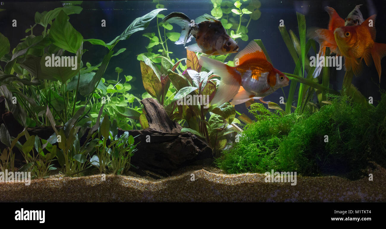 Planted freshwater aquarium with fishes Stock Photo - Alamy