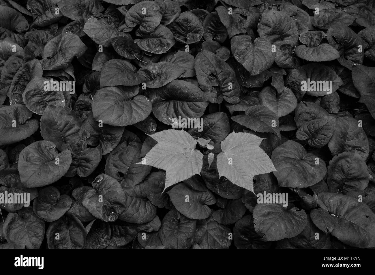 Striped Maple And Trailing Arbutus, Adirondack Forest Preserve, New ...