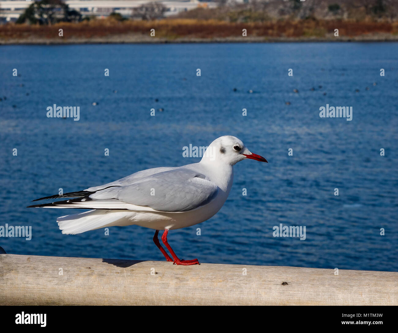 A seagull standing on wooden bridge in Tokyo Bay, Japan Stock Photo - Alamy