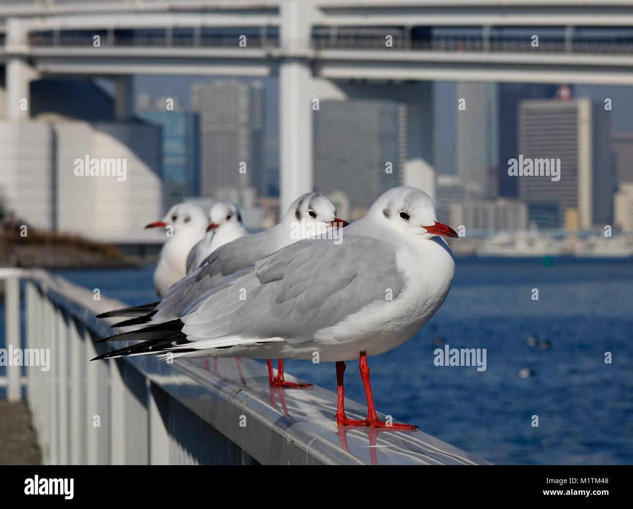 Seagulls standing on wooden bridge in Tokyo Bay, Japan Stock Photo - Alamy