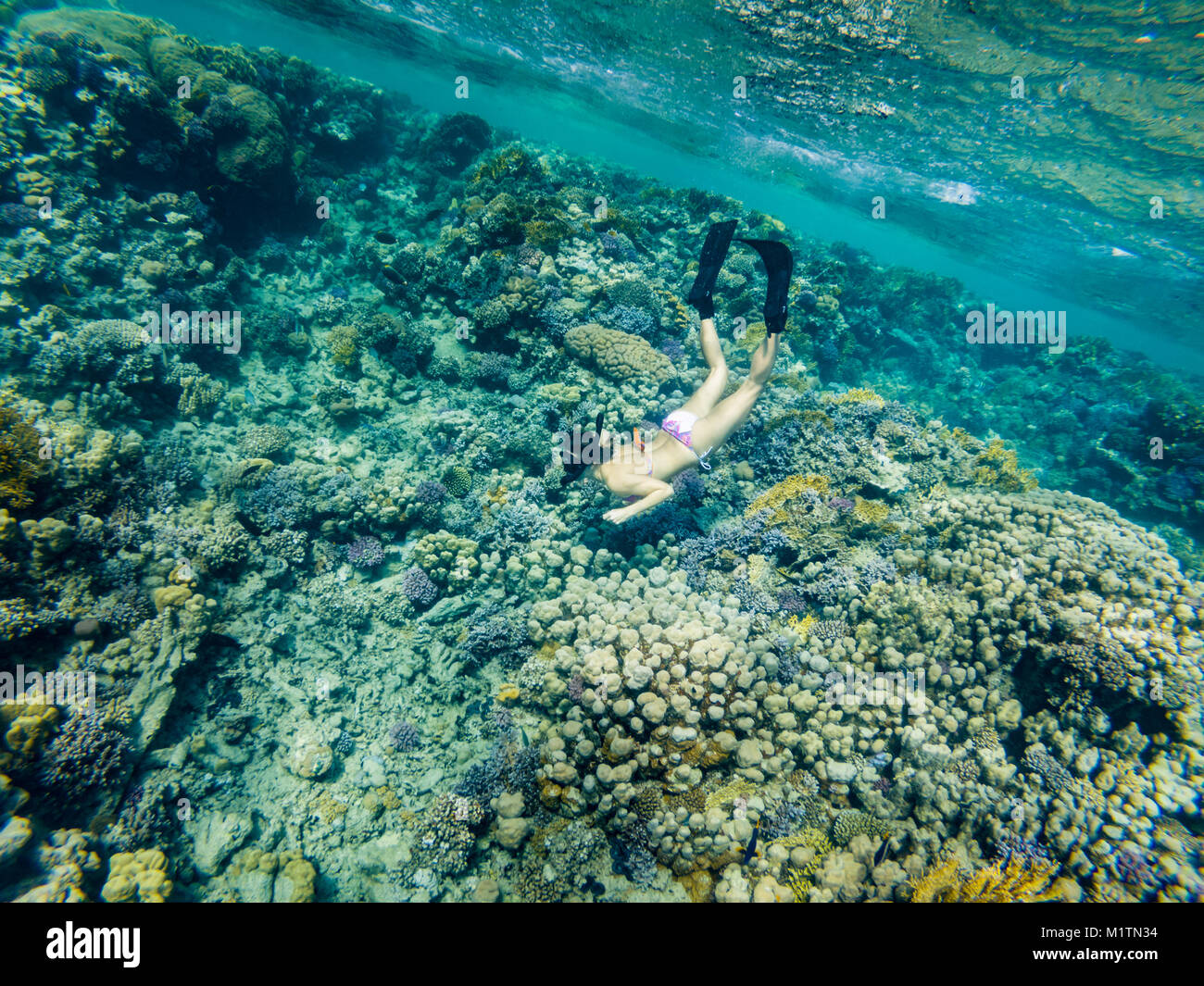 Red sea egypt snorkeling hi-res stock photography and images - Alamy