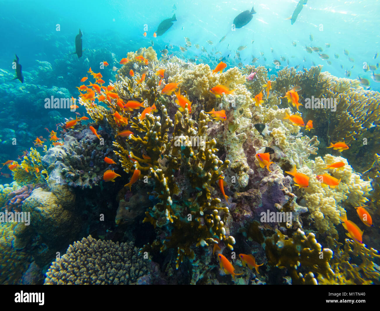 Coral Reef Red Sea Egypt Marsa Alam Stock Photo - Alamy