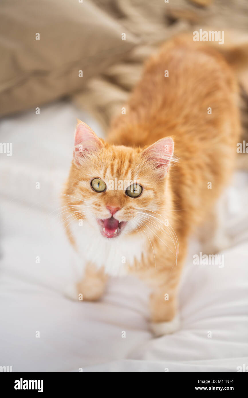 Mewing cat hi-res stock photography and images - Alamy