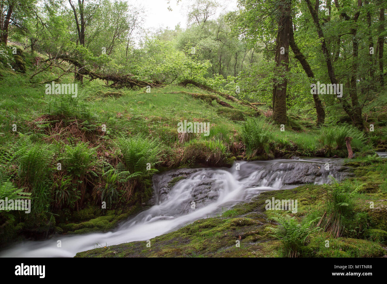 Stream scenery hi-res stock photography and images - Alamy