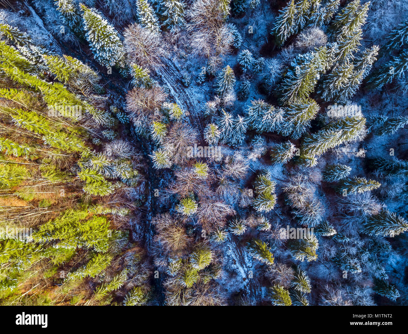 Aerial top down trees branches hi-res stock photography and images - Alamy