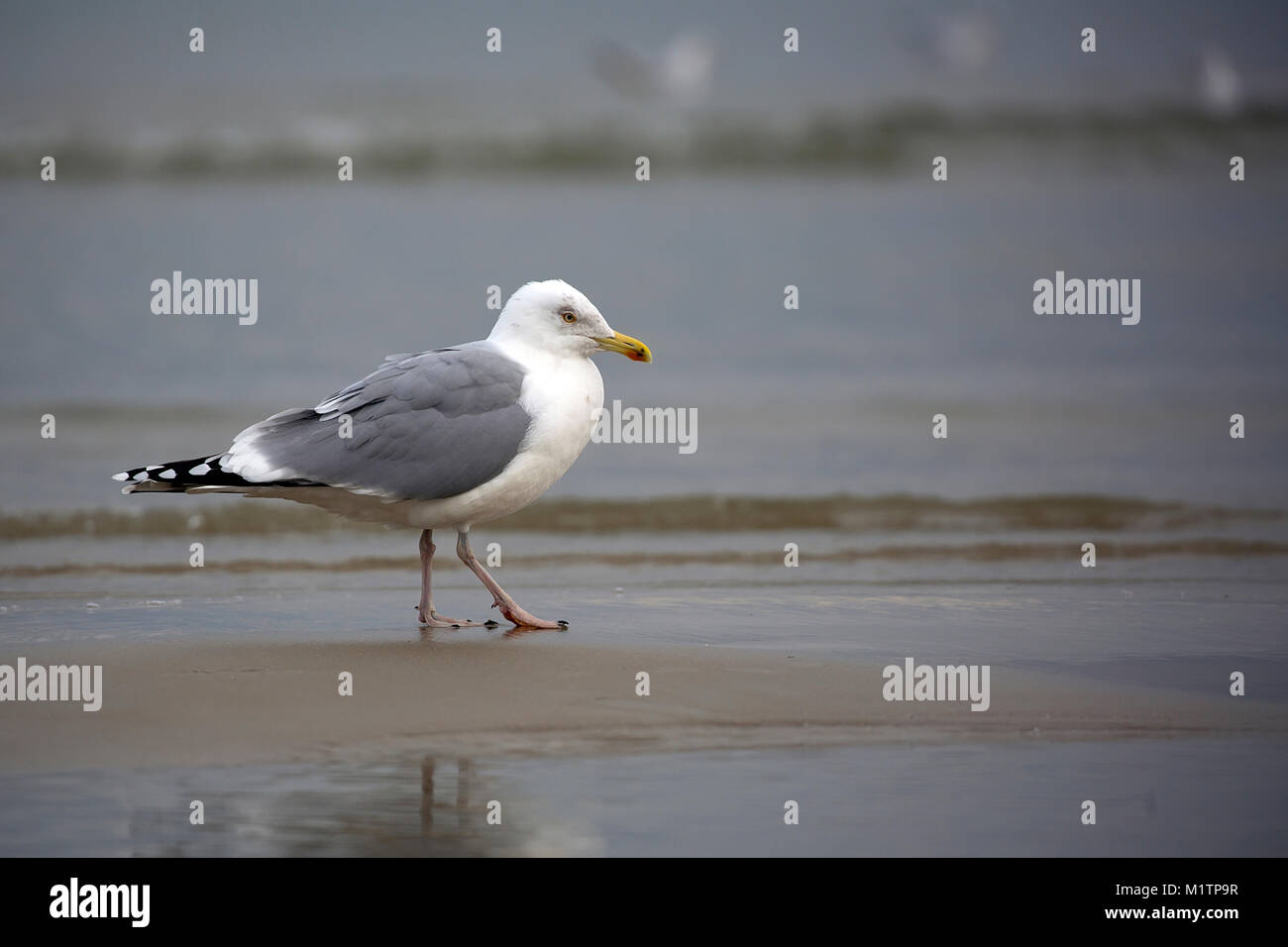 Gull in the wild Stock Photo - Alamy