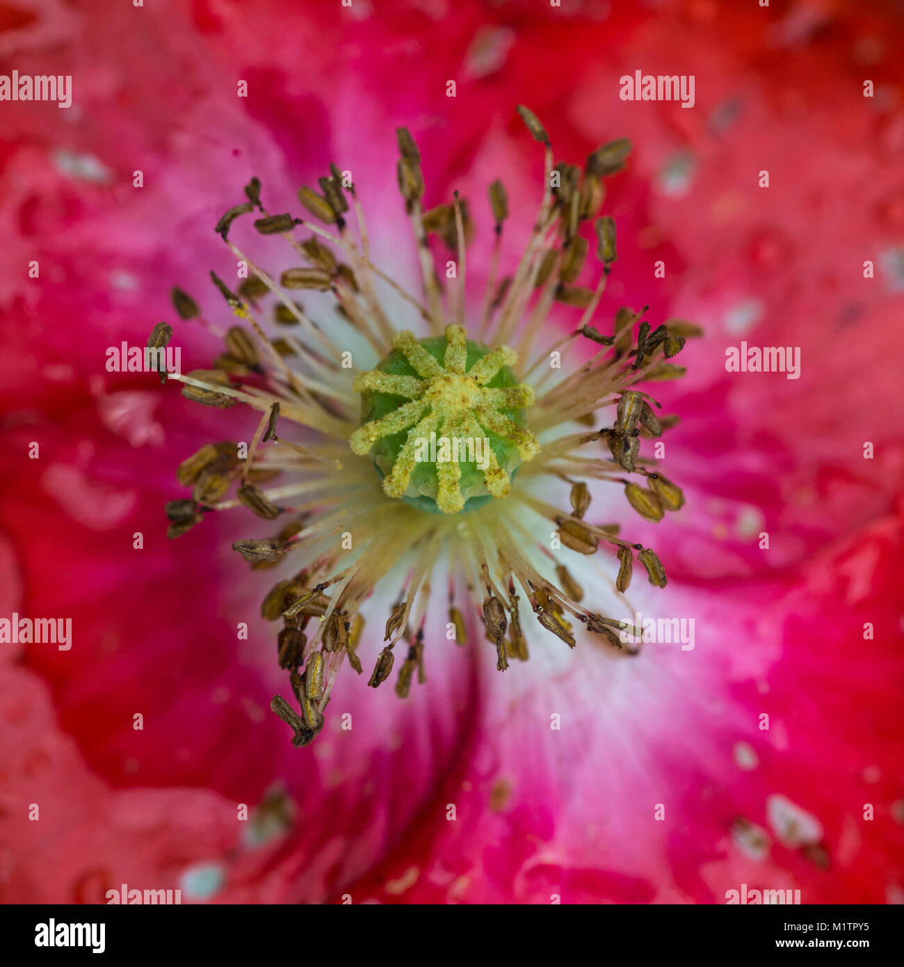 Drop water on poppy hi-res stock photography and images - Alamy