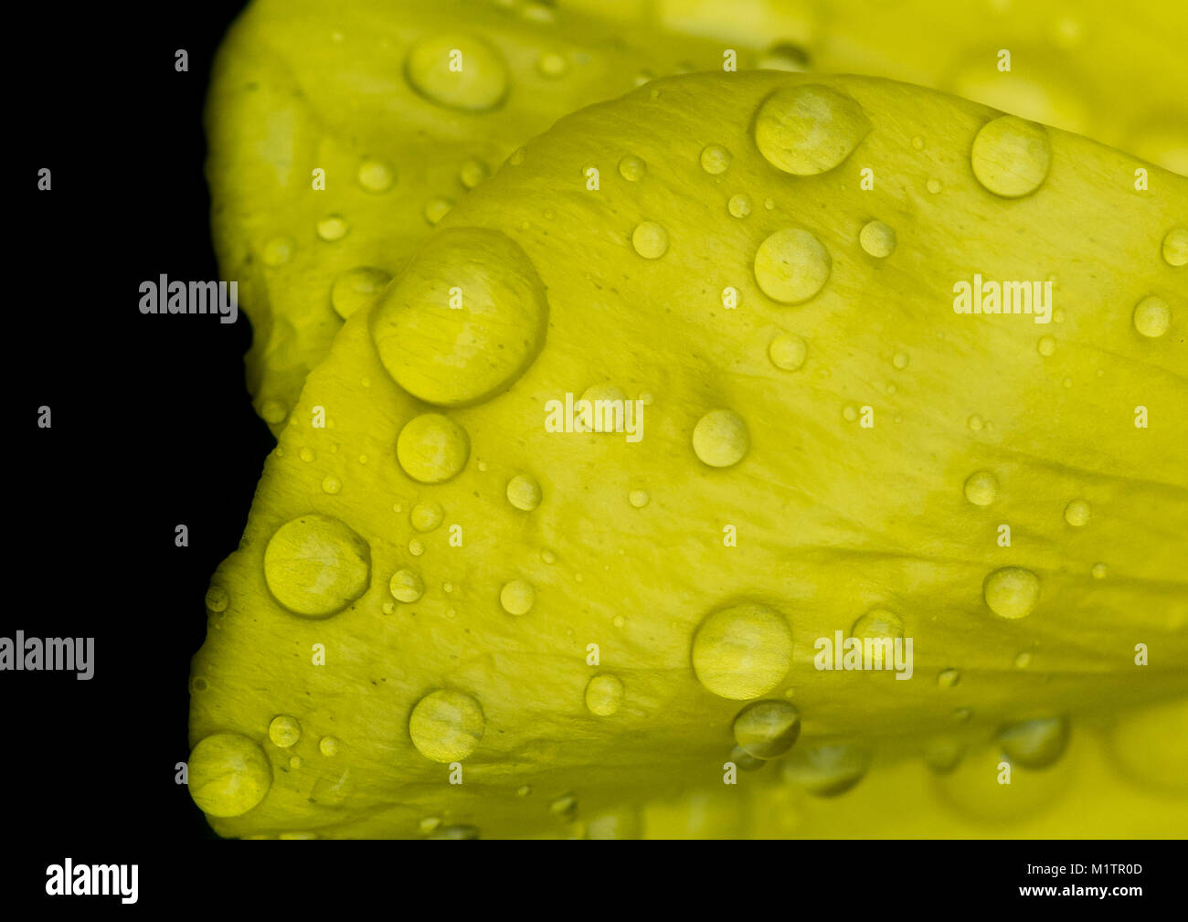 Yellow raindrop droplet hi-res stock photography and images - Alamy