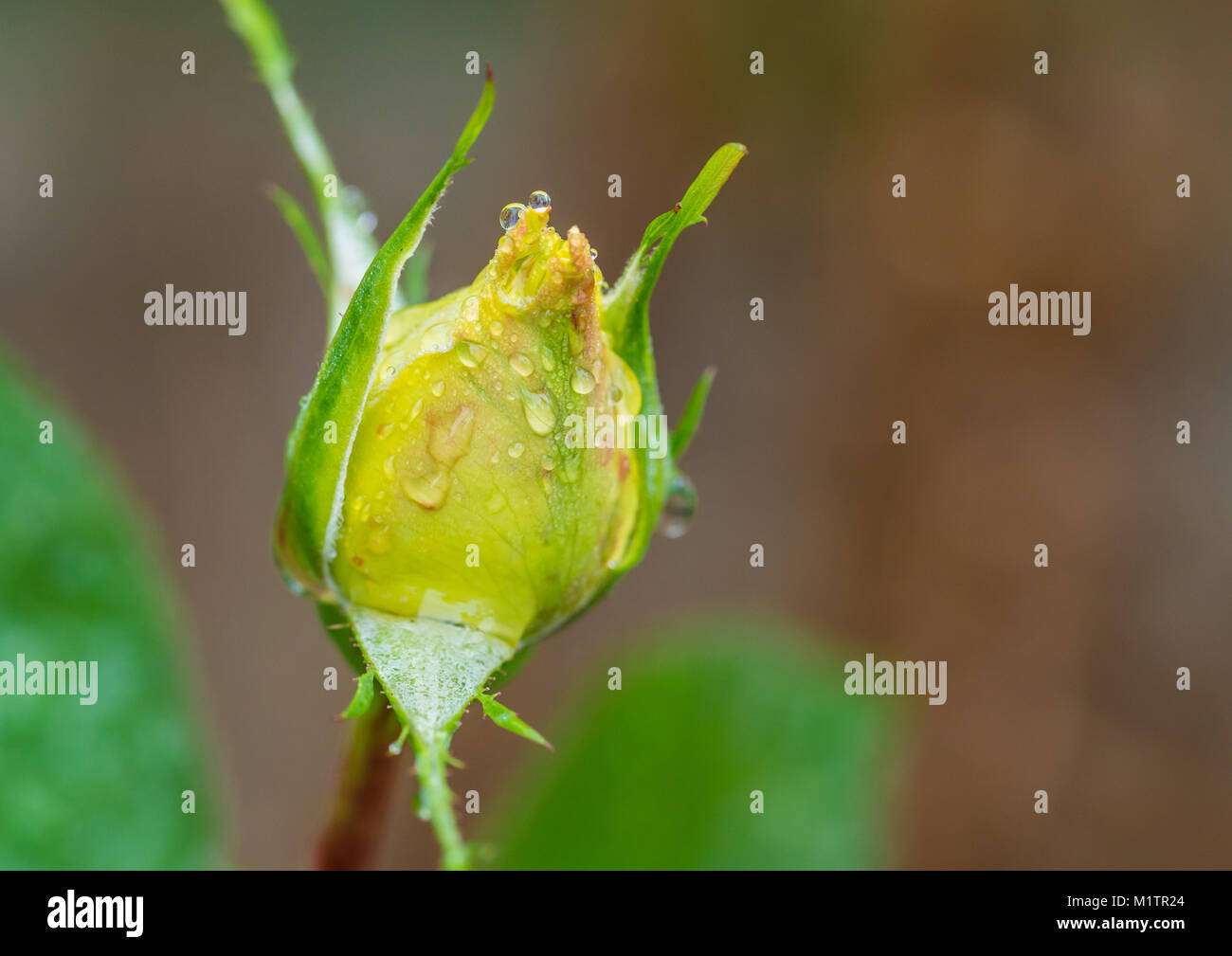Yellow rosebud hi-res stock photography and images - Alamy