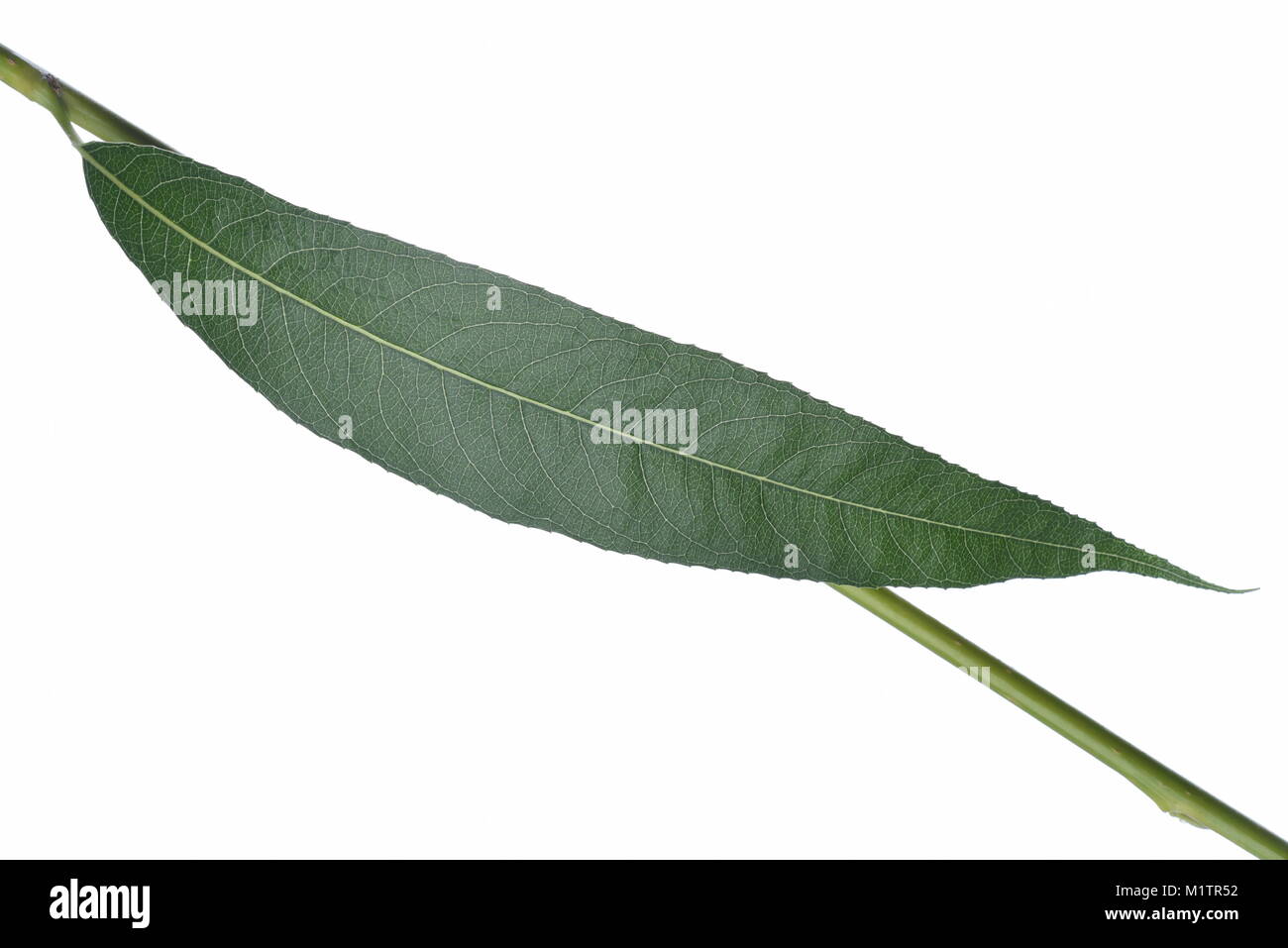 Single willow leaf isolated on white background Stock Photo - Alamy