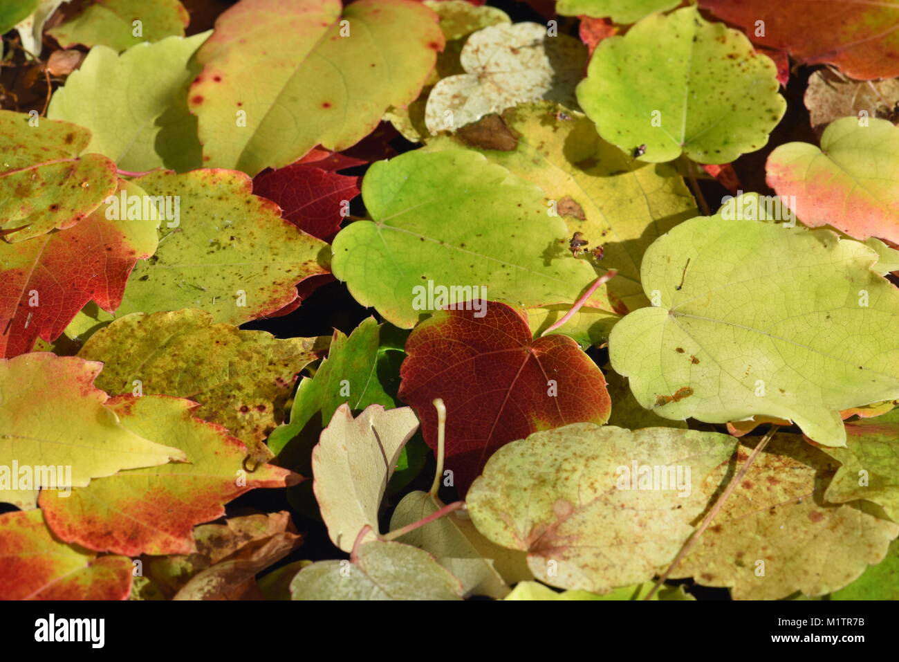 Colorful autumn leaves Stock Photo - Alamy