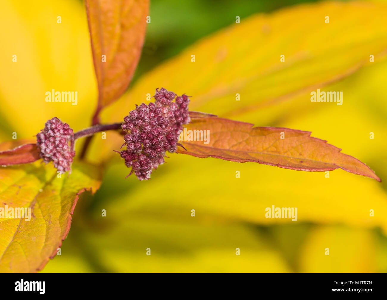 Shot leaves magic carpet hi-res stock photography and images - Alamy