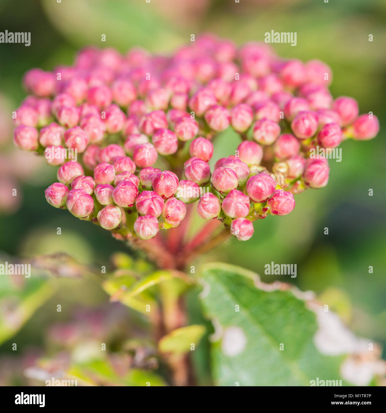 A macro shot of a viburnum bush flower head Stock Photo - Alamy