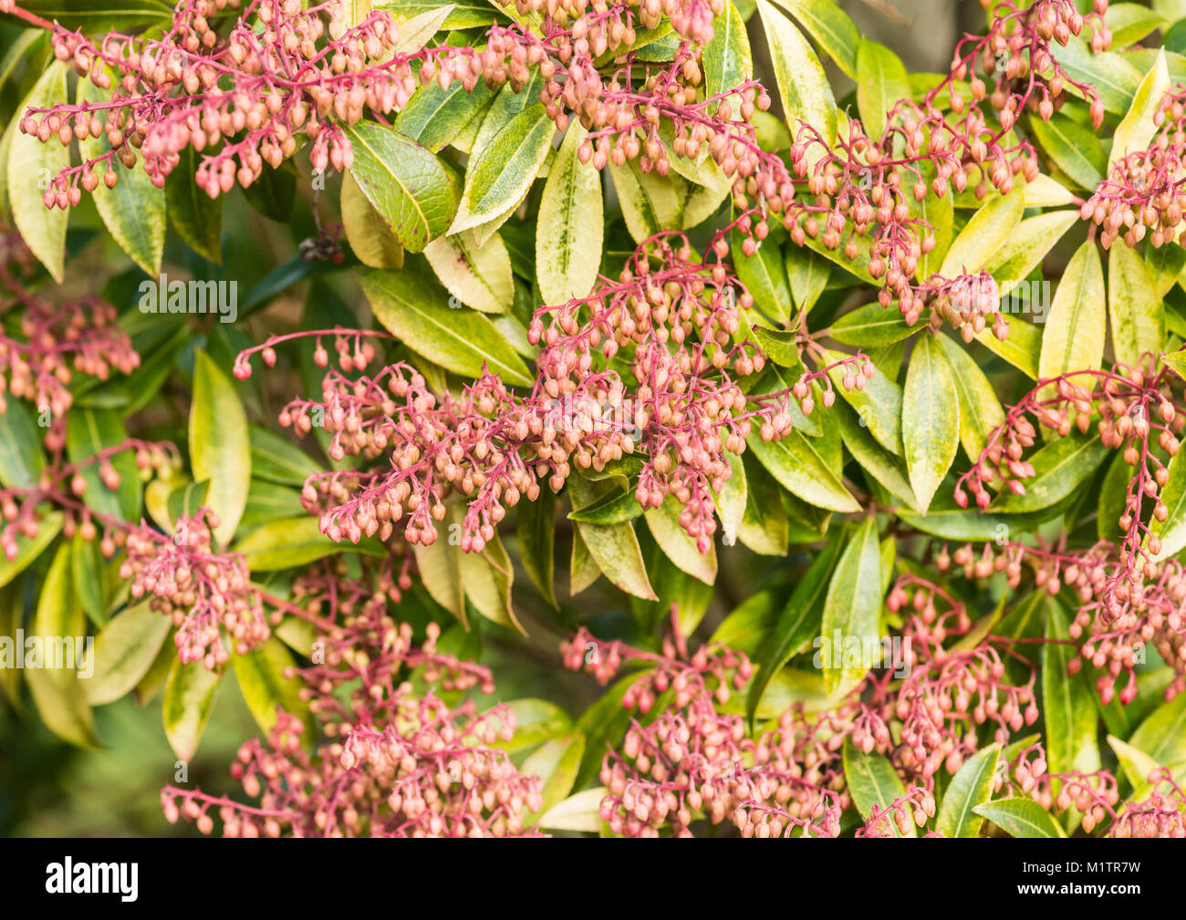 A shot of a mass of forest flame bush flower buds Stock Photo - Alamy