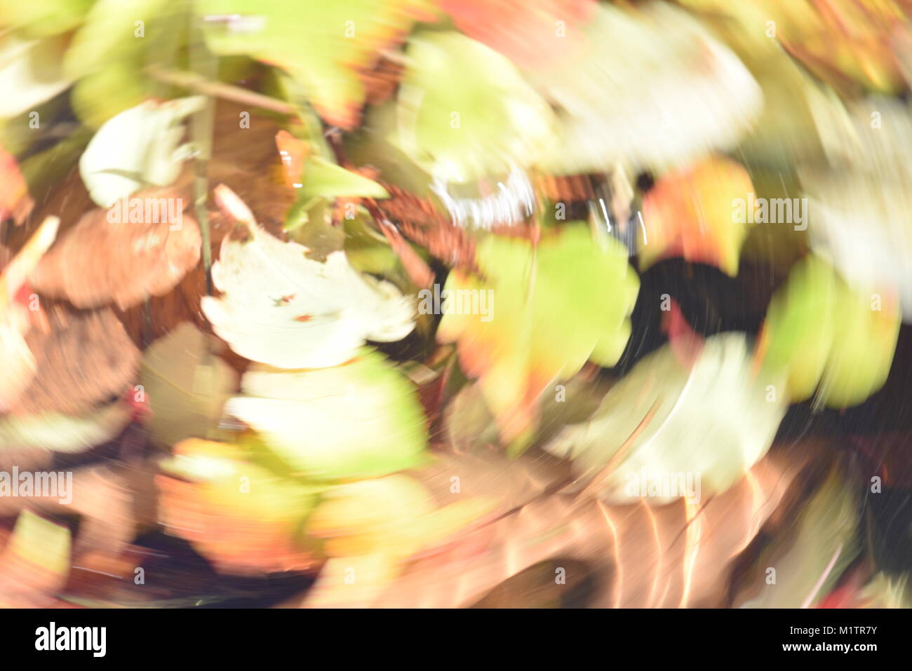 Motion leaf hi-res stock photography and images - Alamy