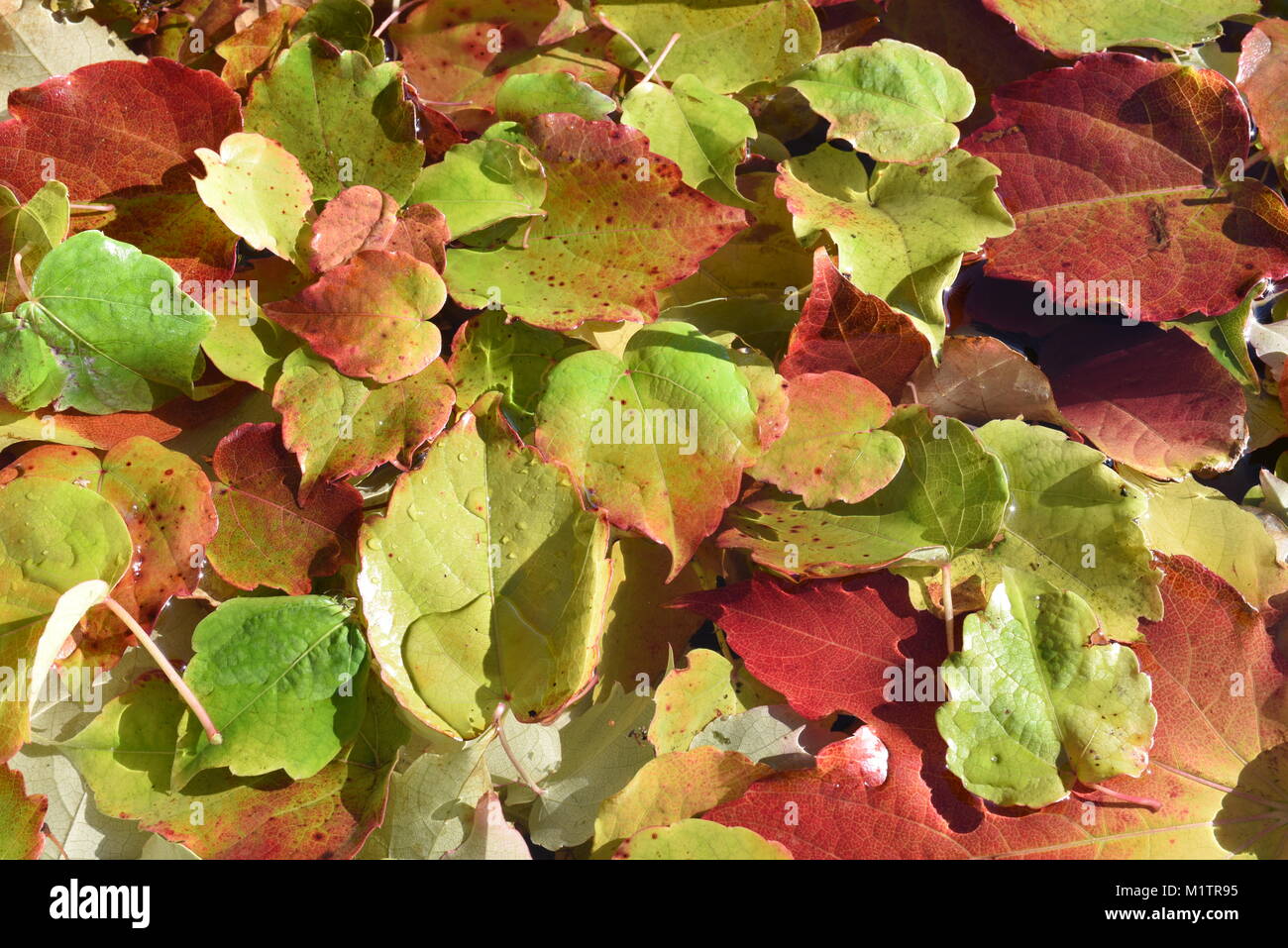 Colorful autumn leaves Stock Photo - Alamy