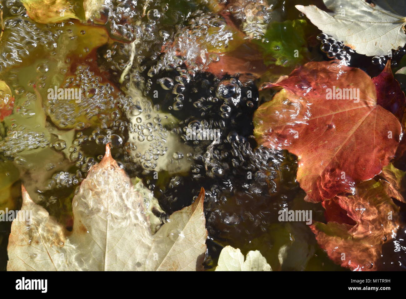 Water bubbles and fallen autumn leaves Stock Photo - Alamy